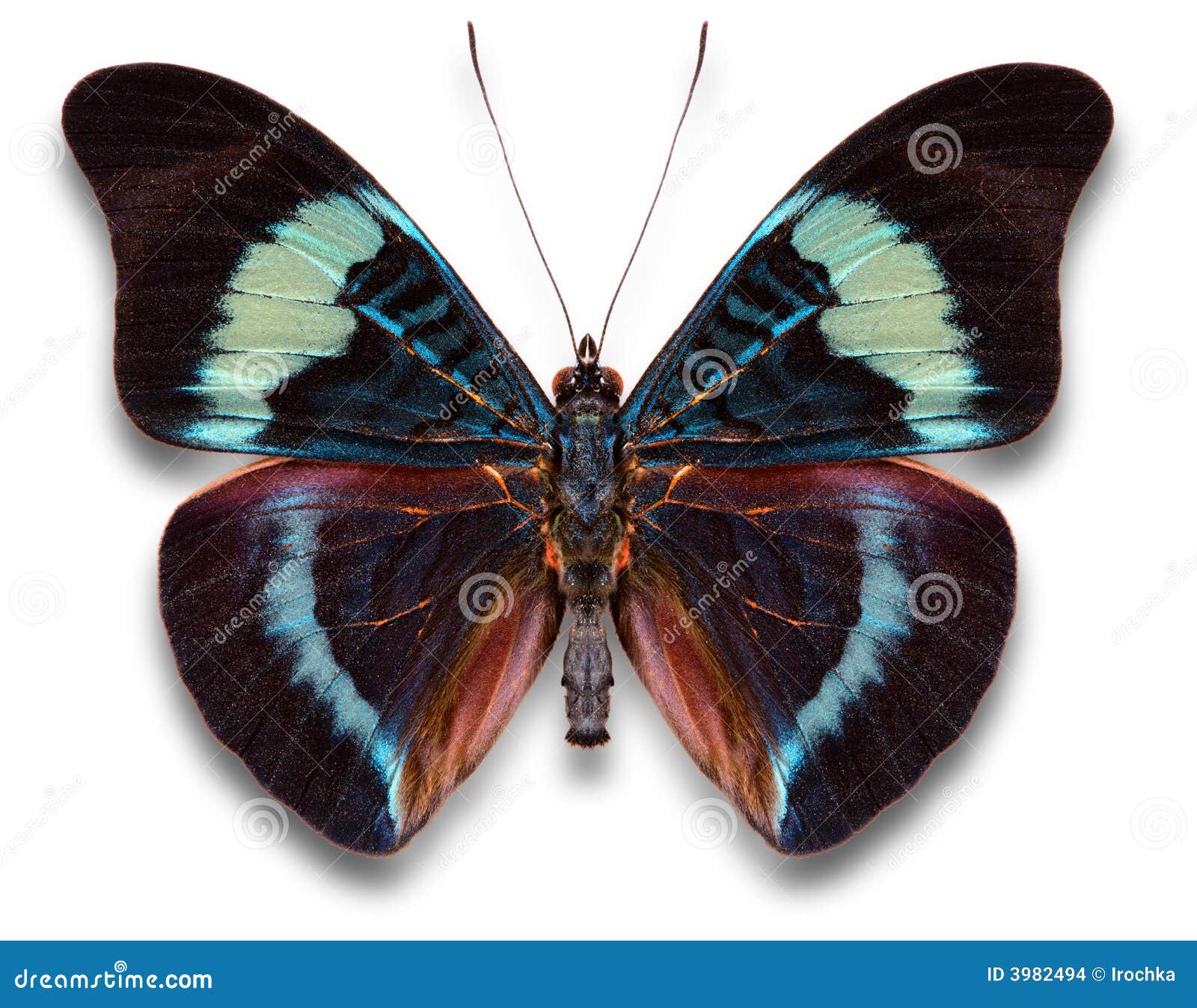 Batterfly stock photo. Image of color, backgrounds, antenna - 3982494