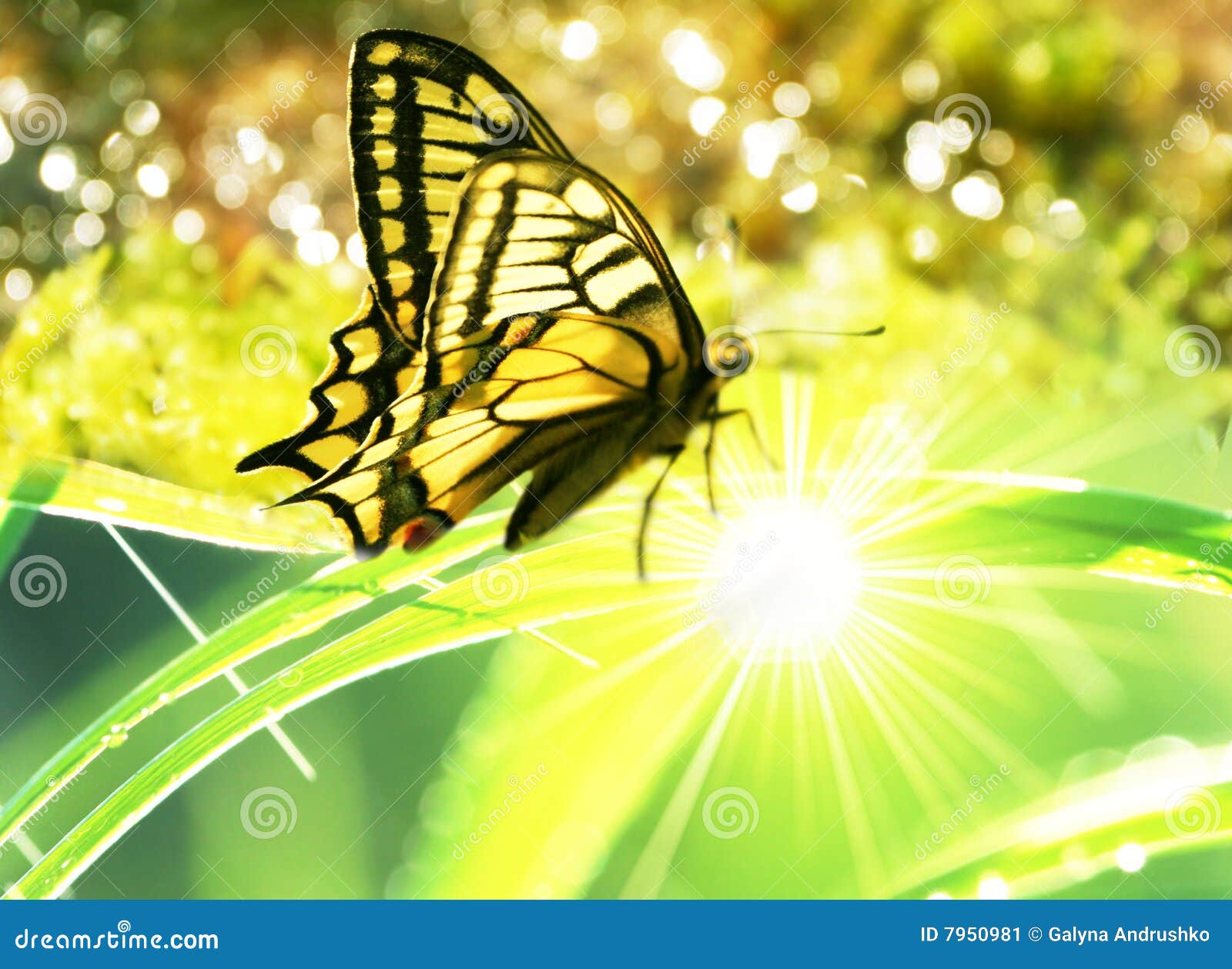 Batterfly stockbild. Bild von sommer, programmfehler, makro - 7950981