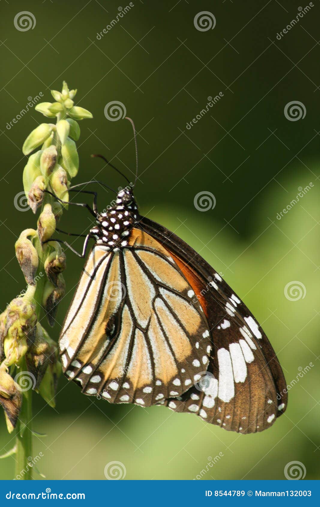 Batterfly stock image. Image of nature, leaves, macro - 8544789