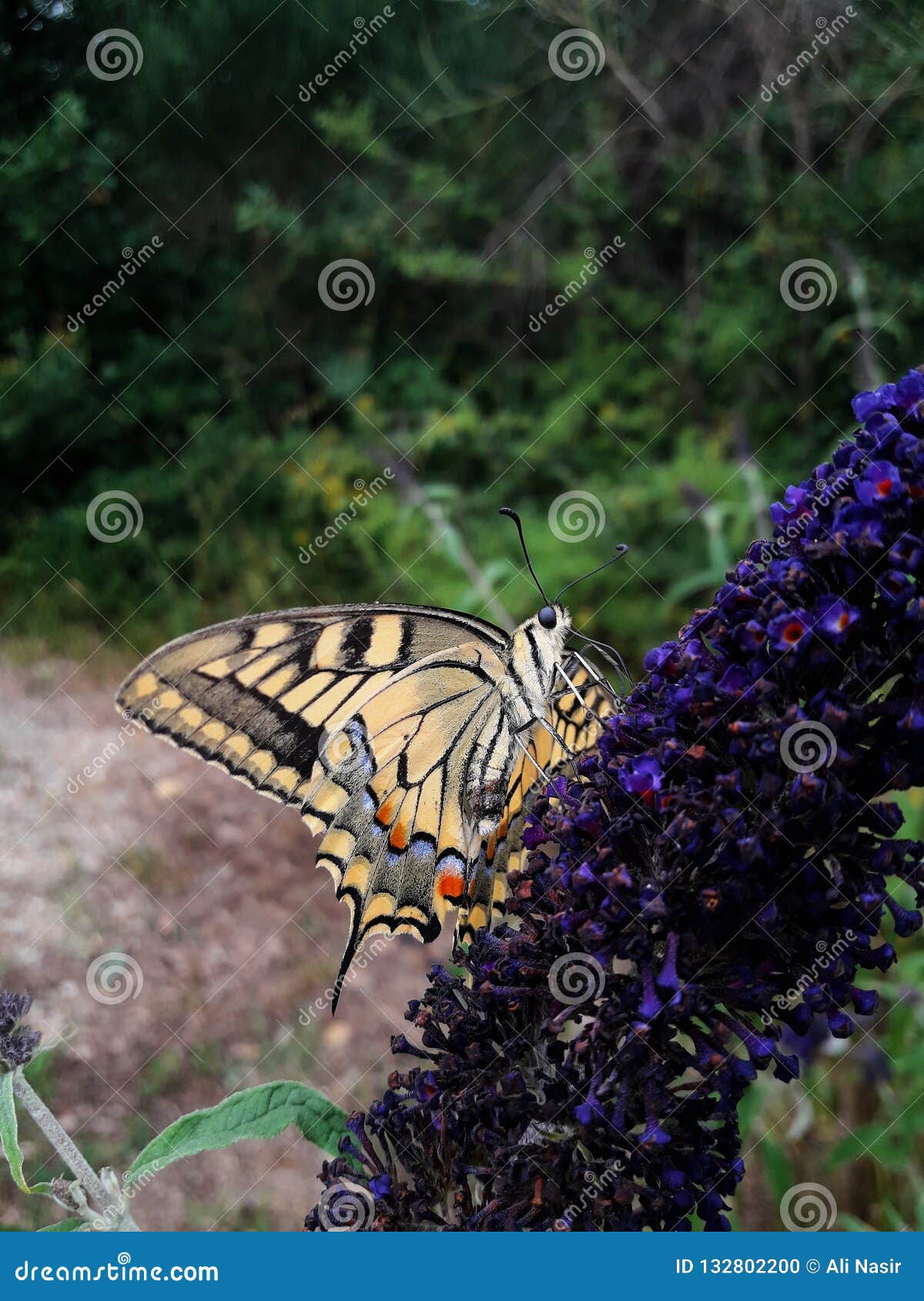 Batterfly stock photo. Image of batterfly, insect, nature - 132802200