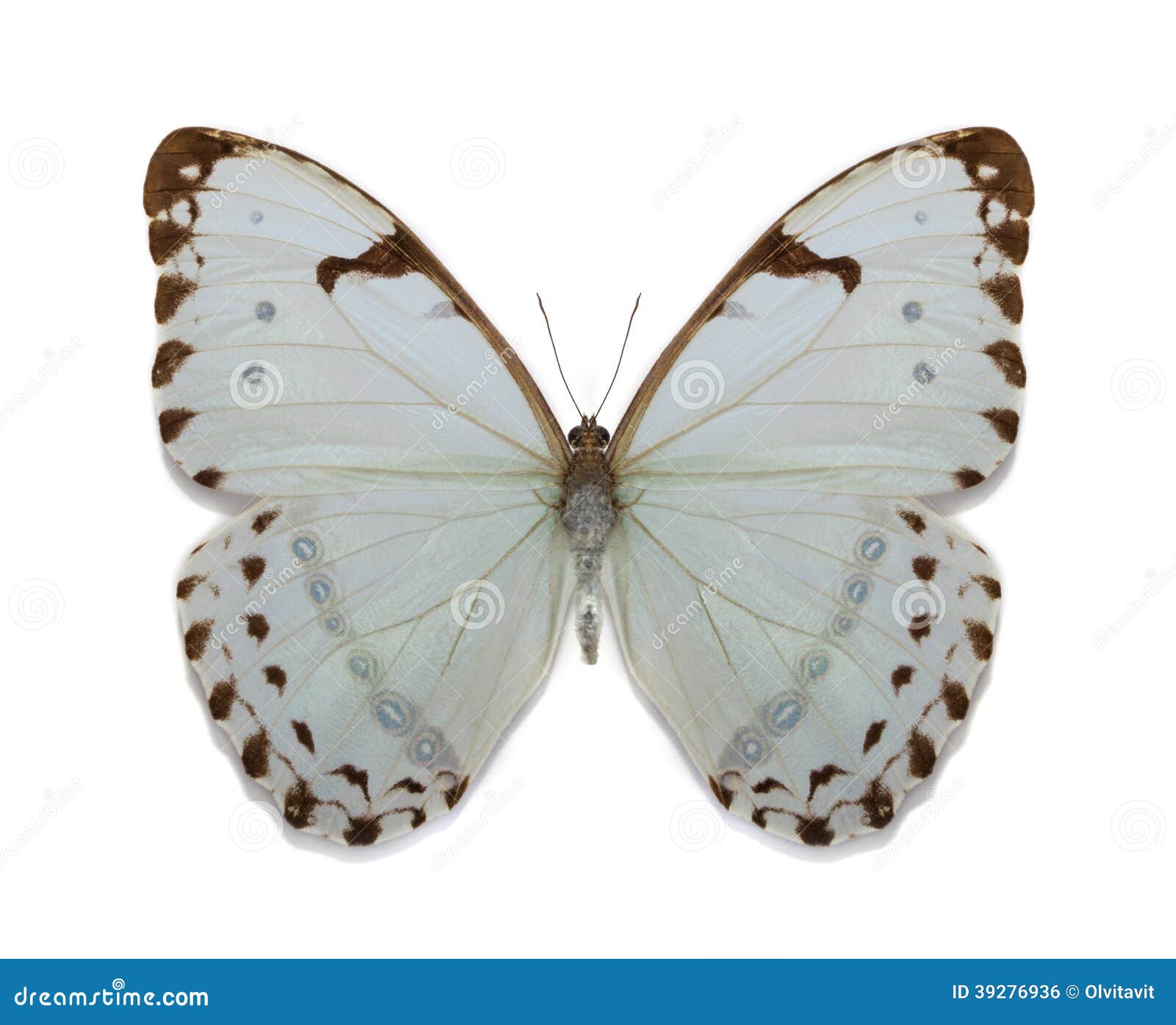 Batterfly Collection Morpho Luna Stock Photo - Image of arthropod ...