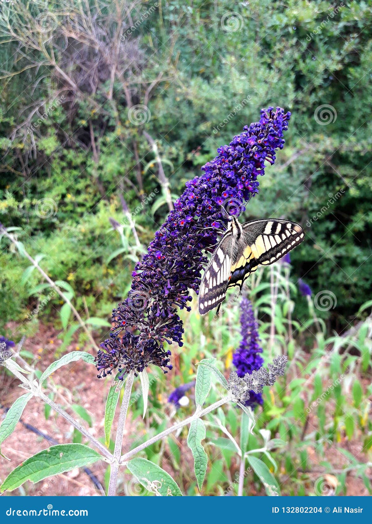 Batterfly stock photo. Image of nature, insect, violet - 132802204