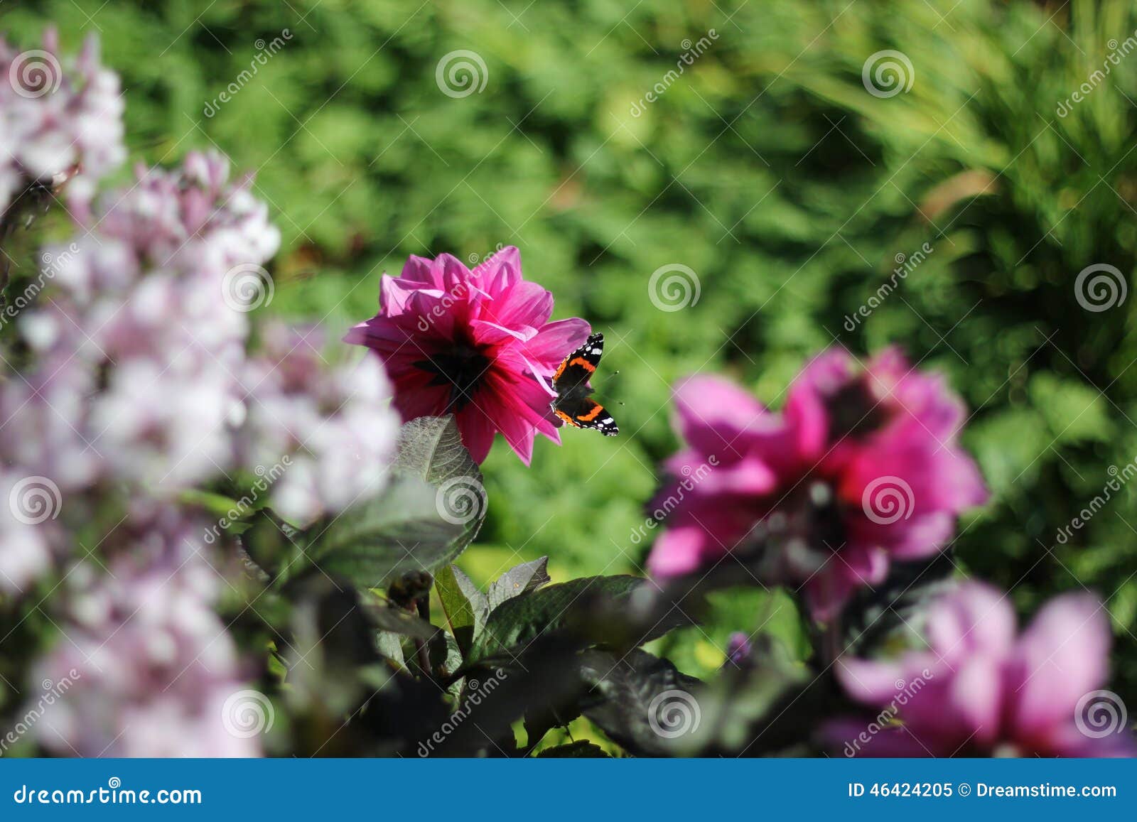 Batterfly stock image. Image of park, grass, summer, sunny - 46424205