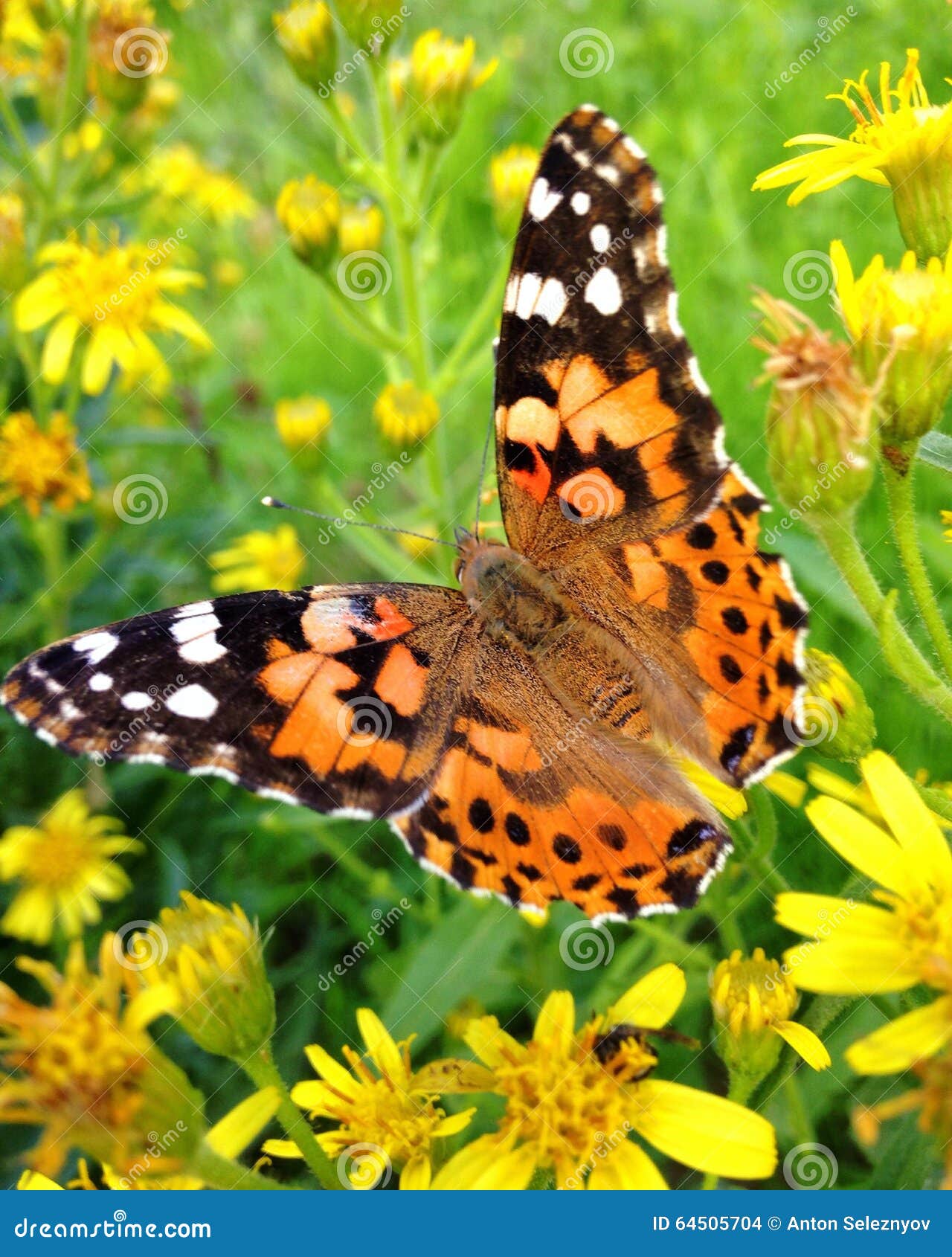 Batterfly stock photo. Image of batterfly, green, insect - 64505704