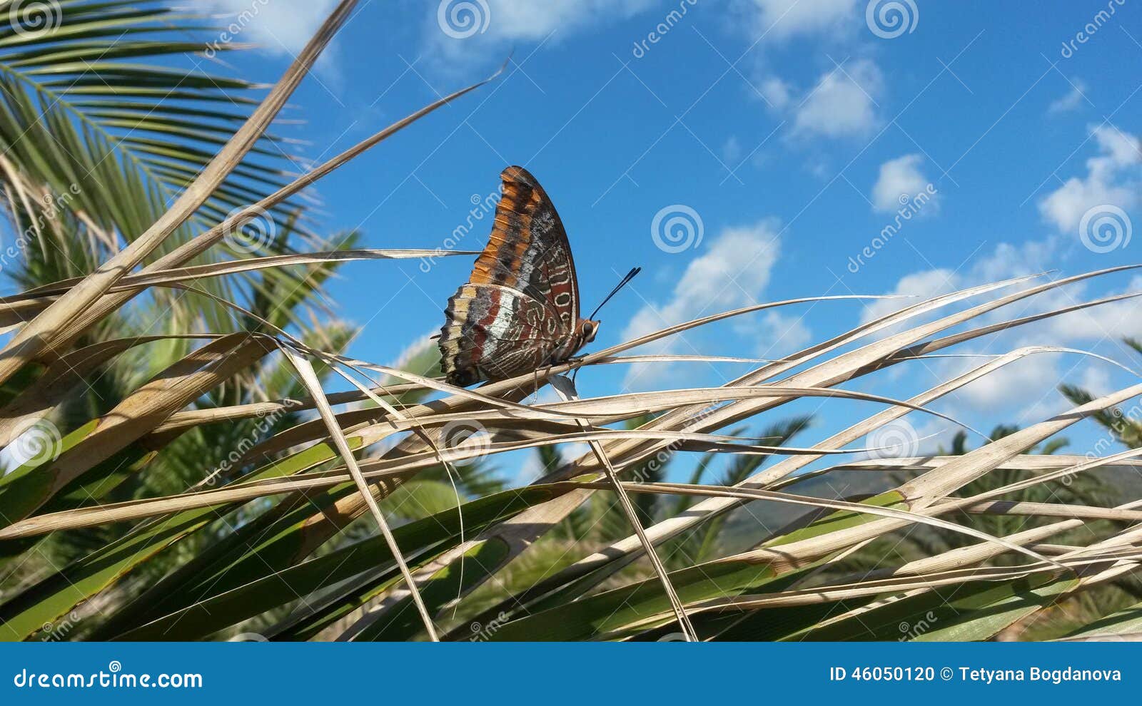 Batterfly stock photo. Image of nature, wild, lufe, batterfly - 46050120