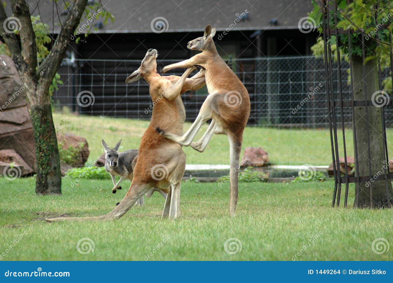 Battle stock photo. Image of animals, kangoo, kangaroos - 1449264