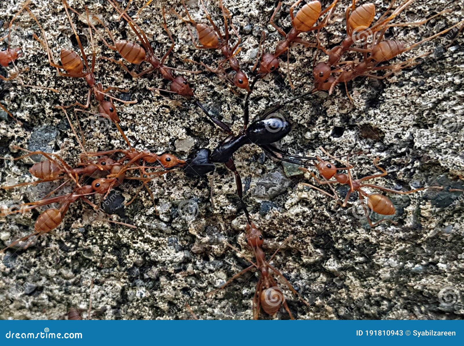 The Battle of the Ants stock image. Image of antn, wild - 191810943