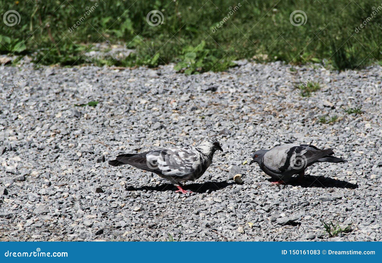 The Battle for Bread, the Dove Vs Pigeon Stock Image - Image of brave ...