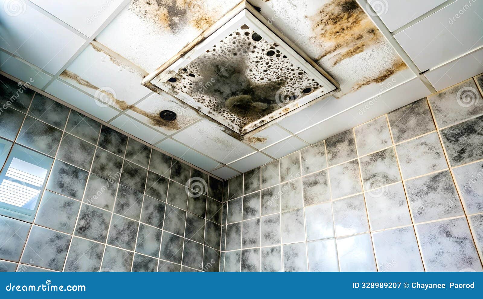 The Battle for Control: the Ongoing Fight Against Black Mold on a ...