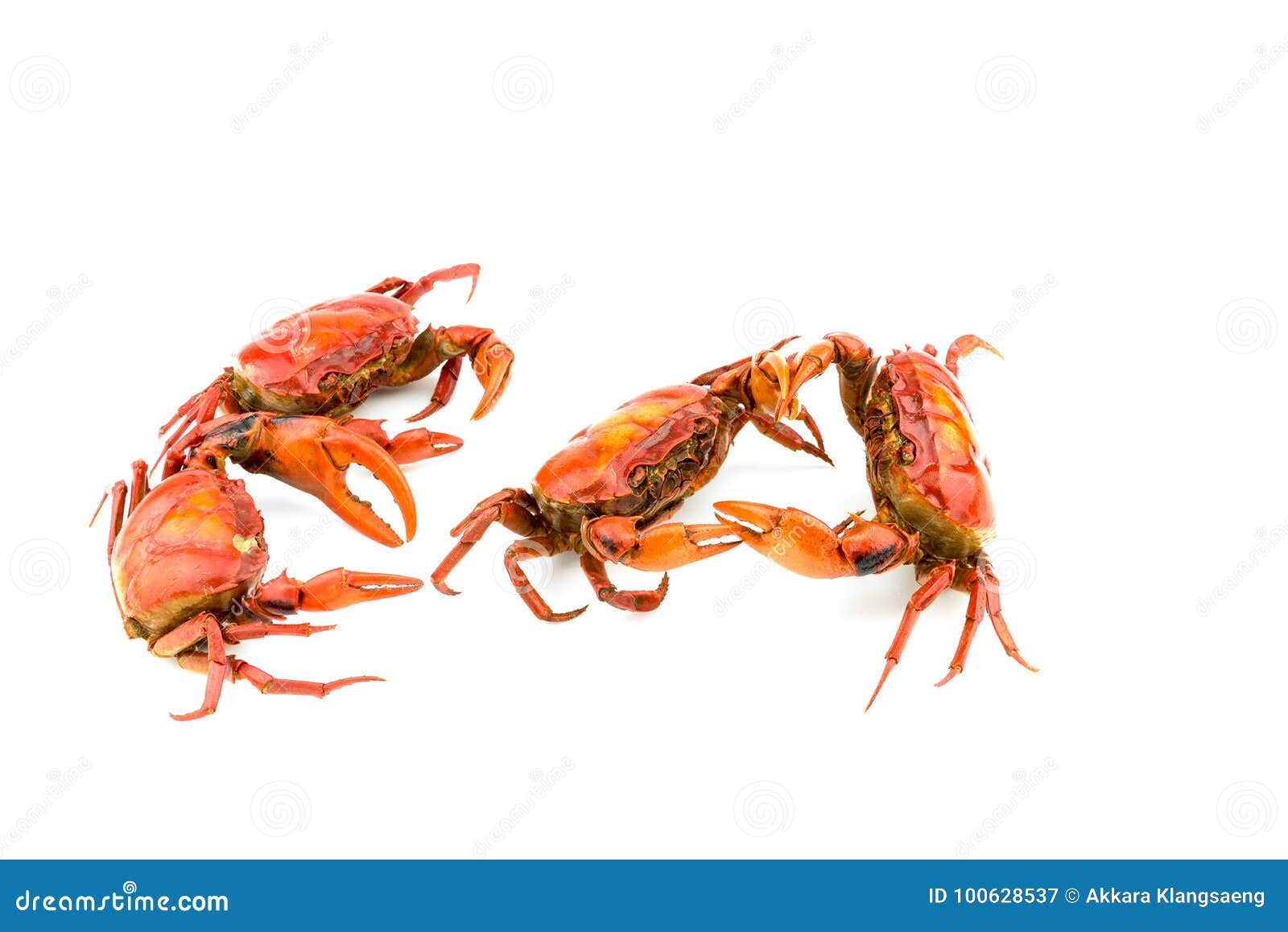 Battle of the crab stock image. Image of aggressor, attack - 100628537