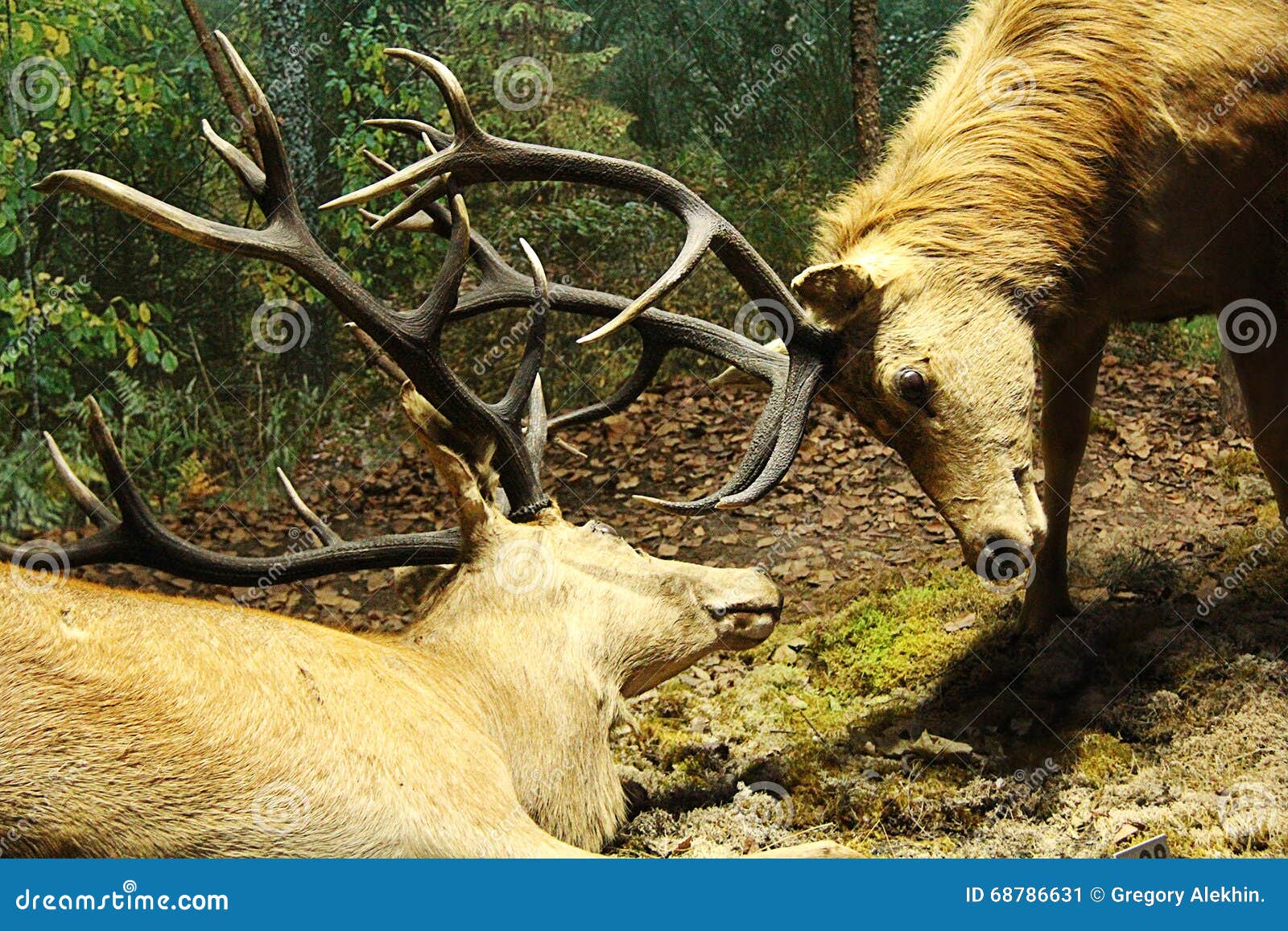 The battle of deer. stock image. Image of trees, greens - 68786631
