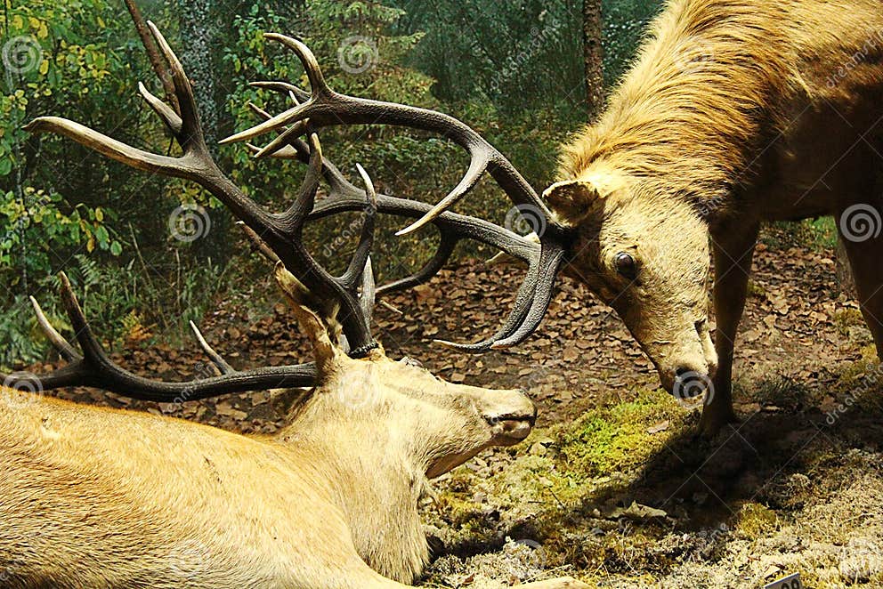 The battle of deer. stock image. Image of trees, greens - 68786631