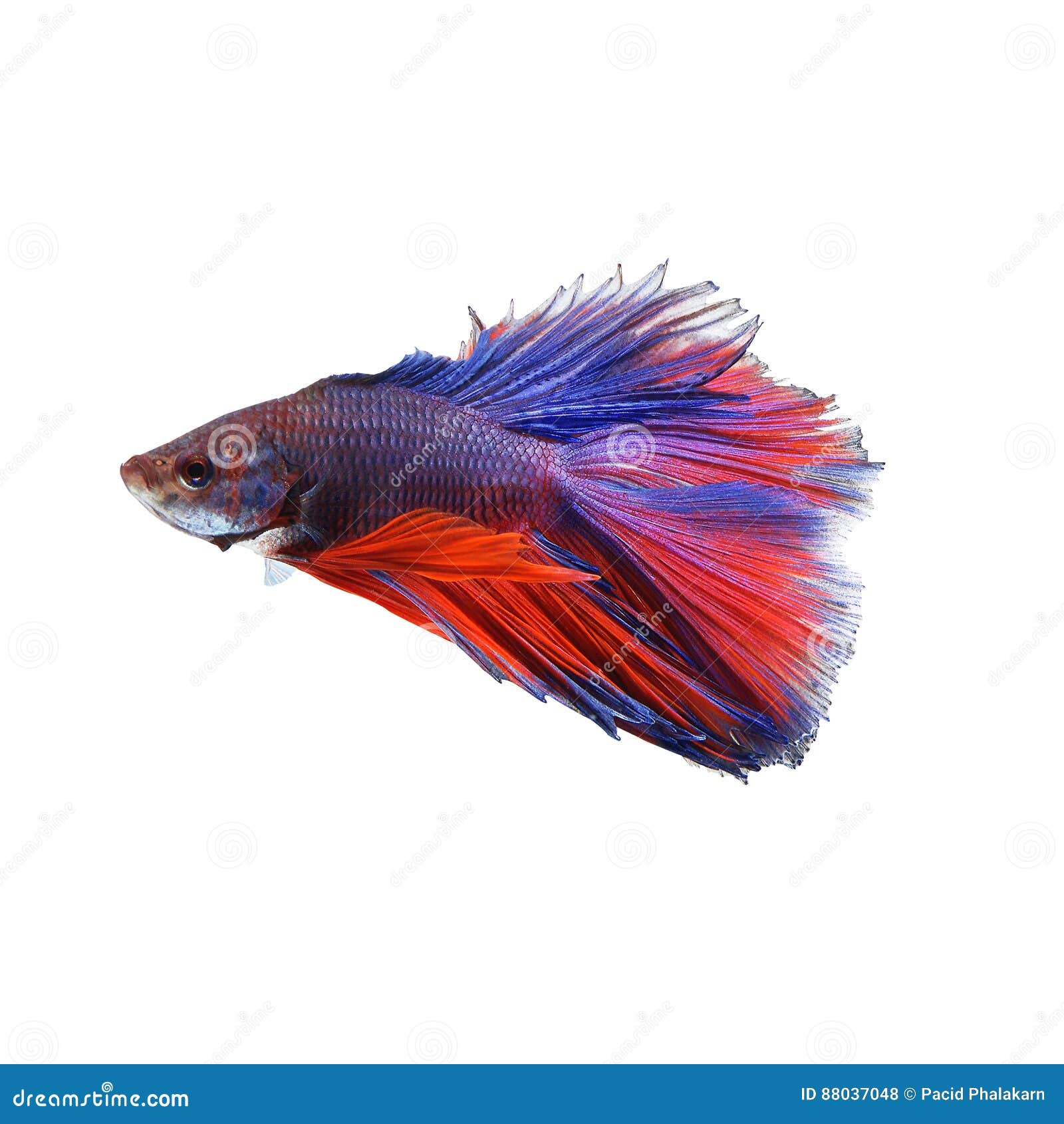 Battle Fish 02 stock photo. Image of background, animals - 88037048