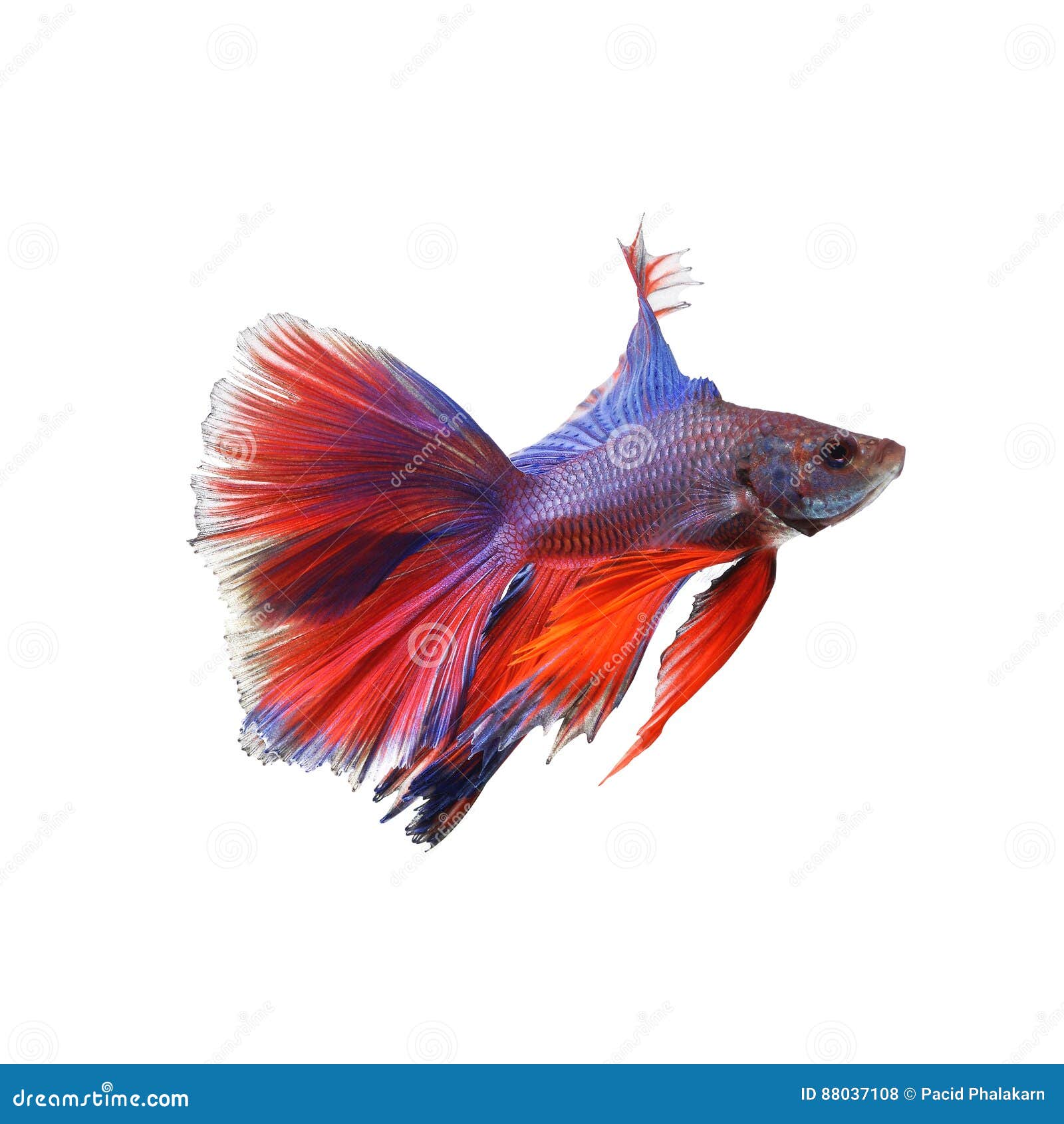 Battle Fish 01 Stock Photos - Free & Royalty-Free Stock Photos from ...