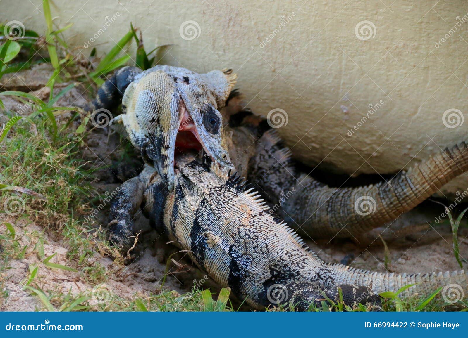 Battle of iguanas stock photo. Image of battle, animal - 66994422