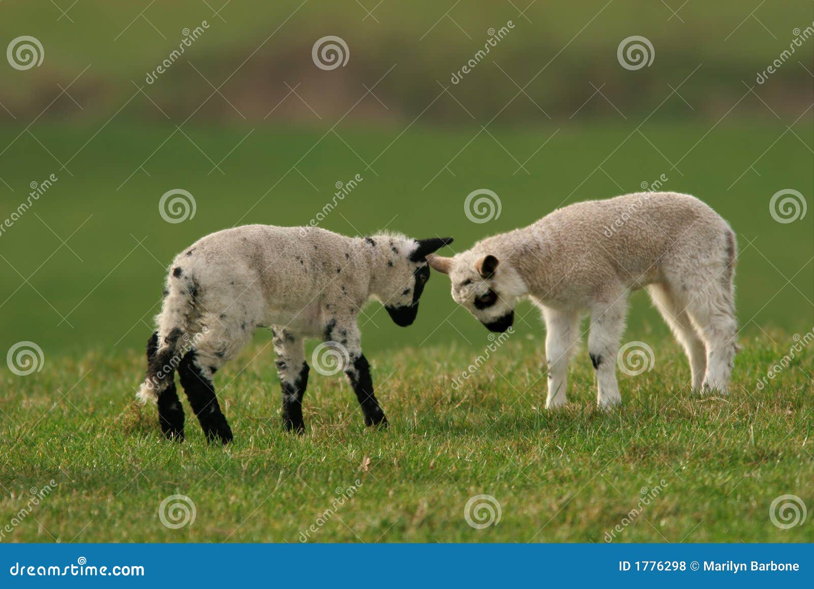 Battle of the Lambs stock photo. Image of instinctive - 1776298