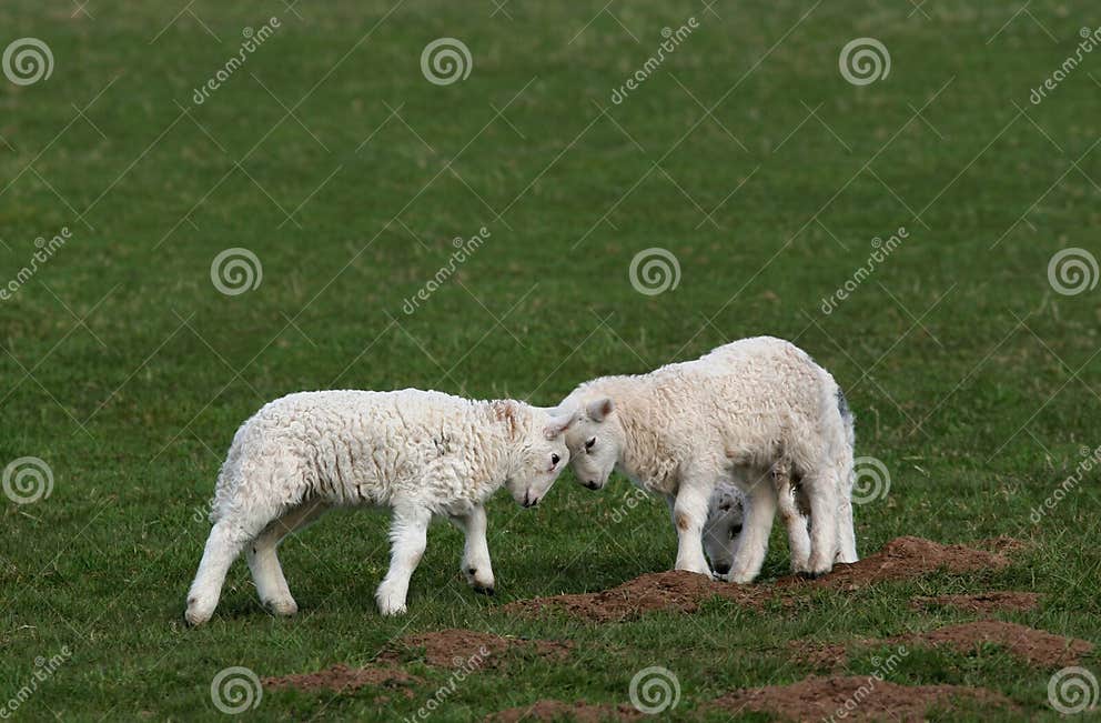 Battle of the Lambs stock photo. Image of battling, farmland - 684432