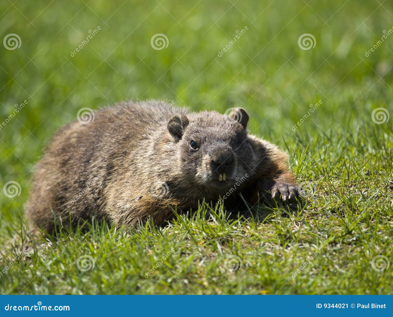 Battle mamrmot wild stock image. Image of outdoors, outdoor - 9344021