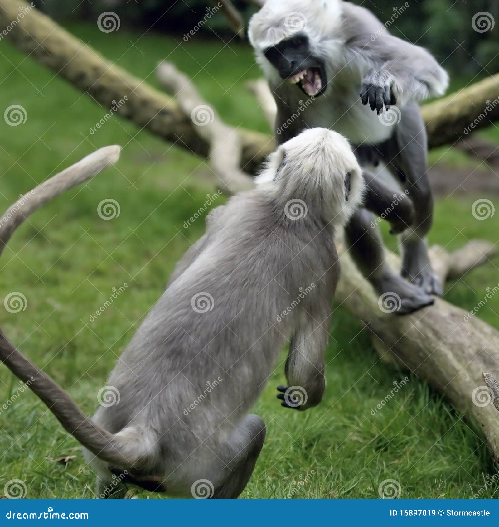 Battle of Monkey stock image. Image of outdoors, monkeys - 16897019