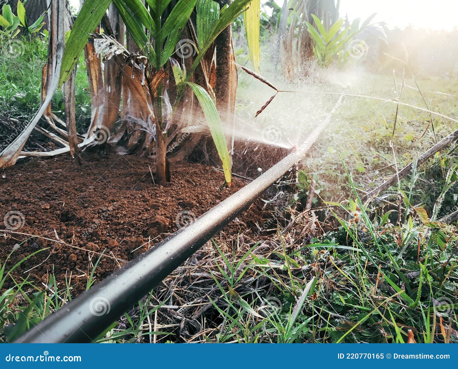 Battle Nut Drip Irrigation Water Spray Stock Image - Image of tree ...