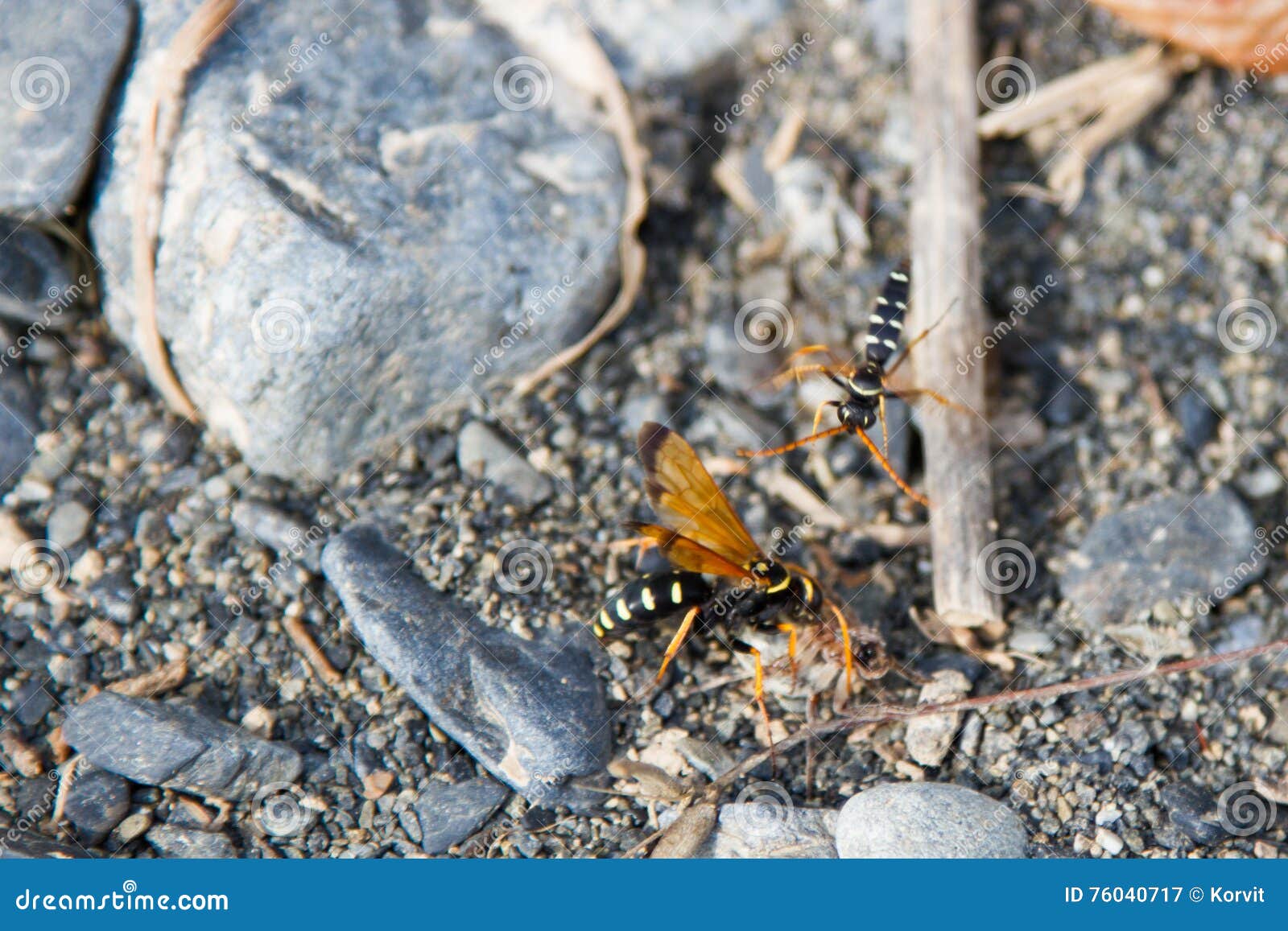 Wasps Fighting Stock Photo | CartoonDealer.com #18992874