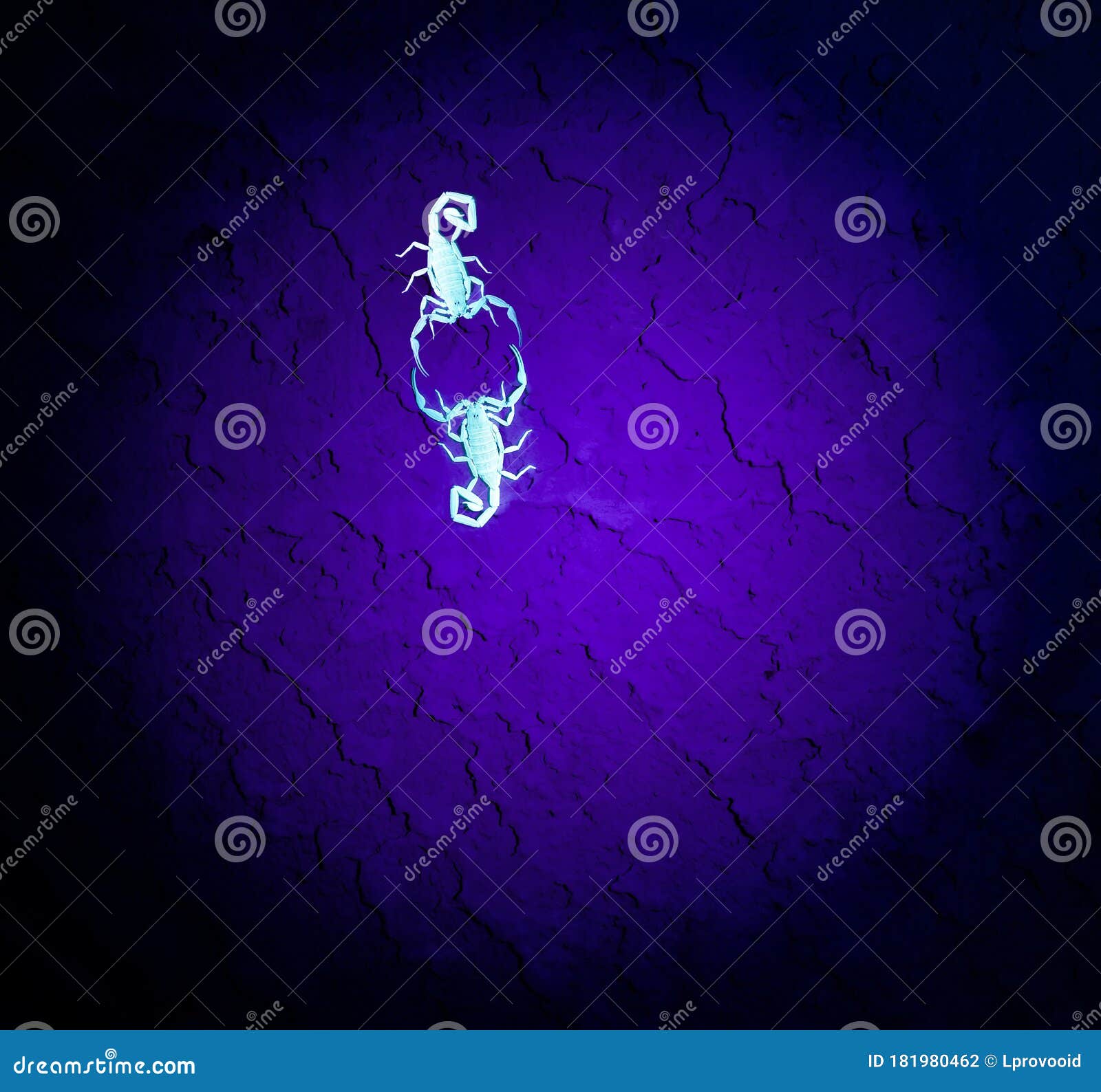 Battle for Territory Dominance Stock Photo - Image of black, nature ...