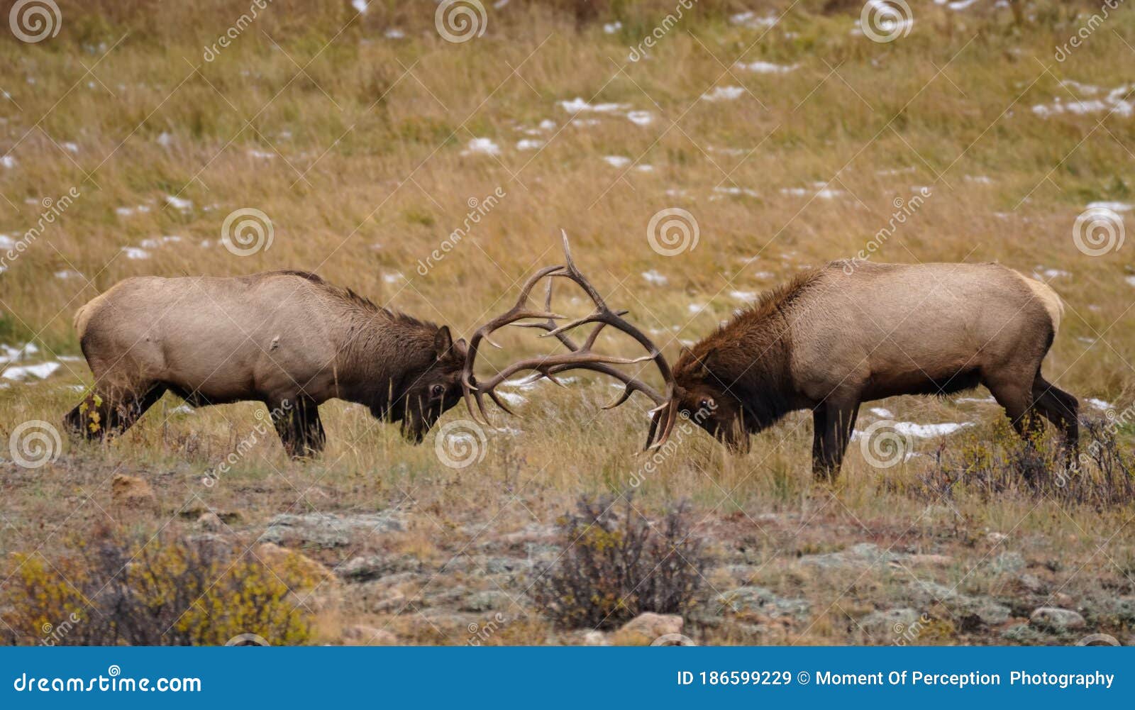 Battle of Two Bull Elks stock image. Image of brothers - 186599229