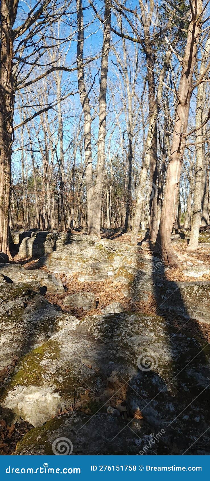 Battlefield Forest at Stones River Stock Photo - Image of stones, river ...