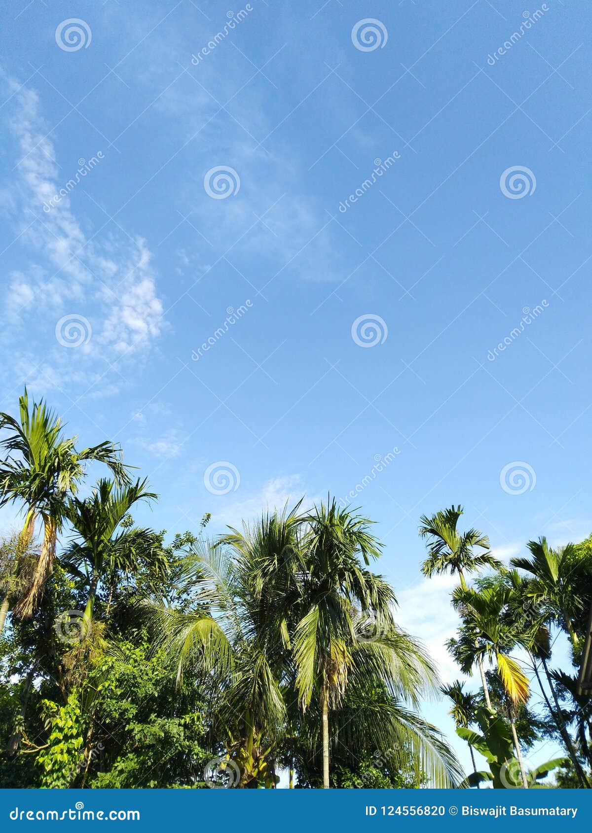 Battlenut stock photo. Image of coconut, natural, battlenut - 124556820