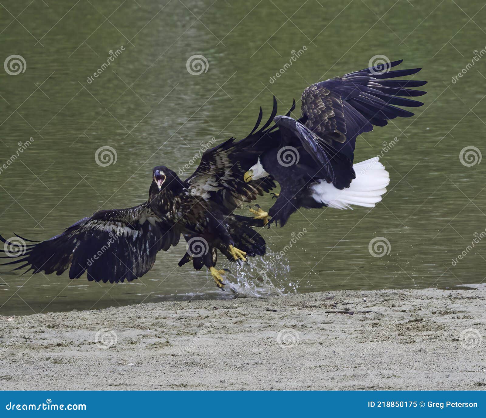 Battling Bald Eagles stock image. Image of bald, conflict - 218850175