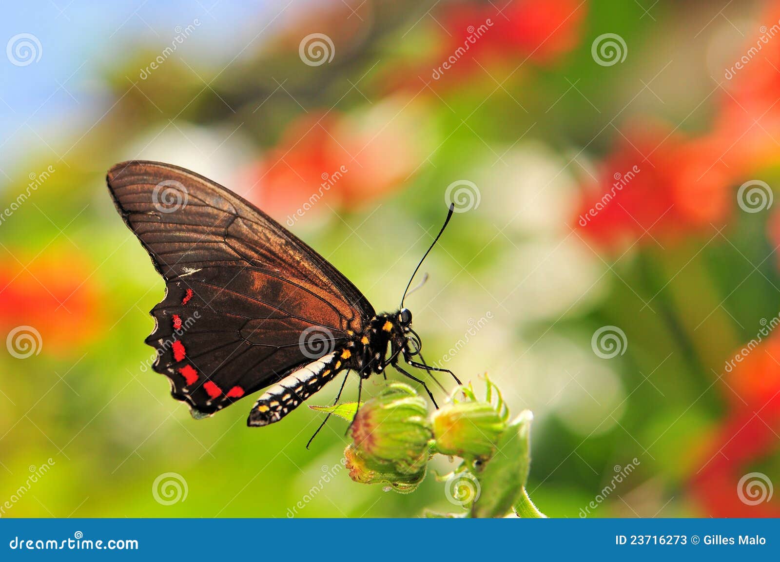 Battus Polydamas Butterfly stock image. Image of colors - 23716273