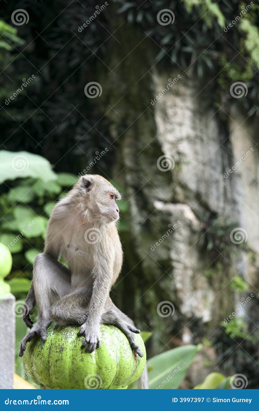 Batu caves monkey stock image. Image of looking, wild - 3997397
