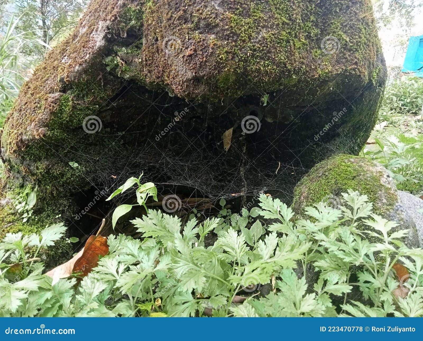 Batu gunung stock photo. Image of tree, garden, shrub - 223470778
