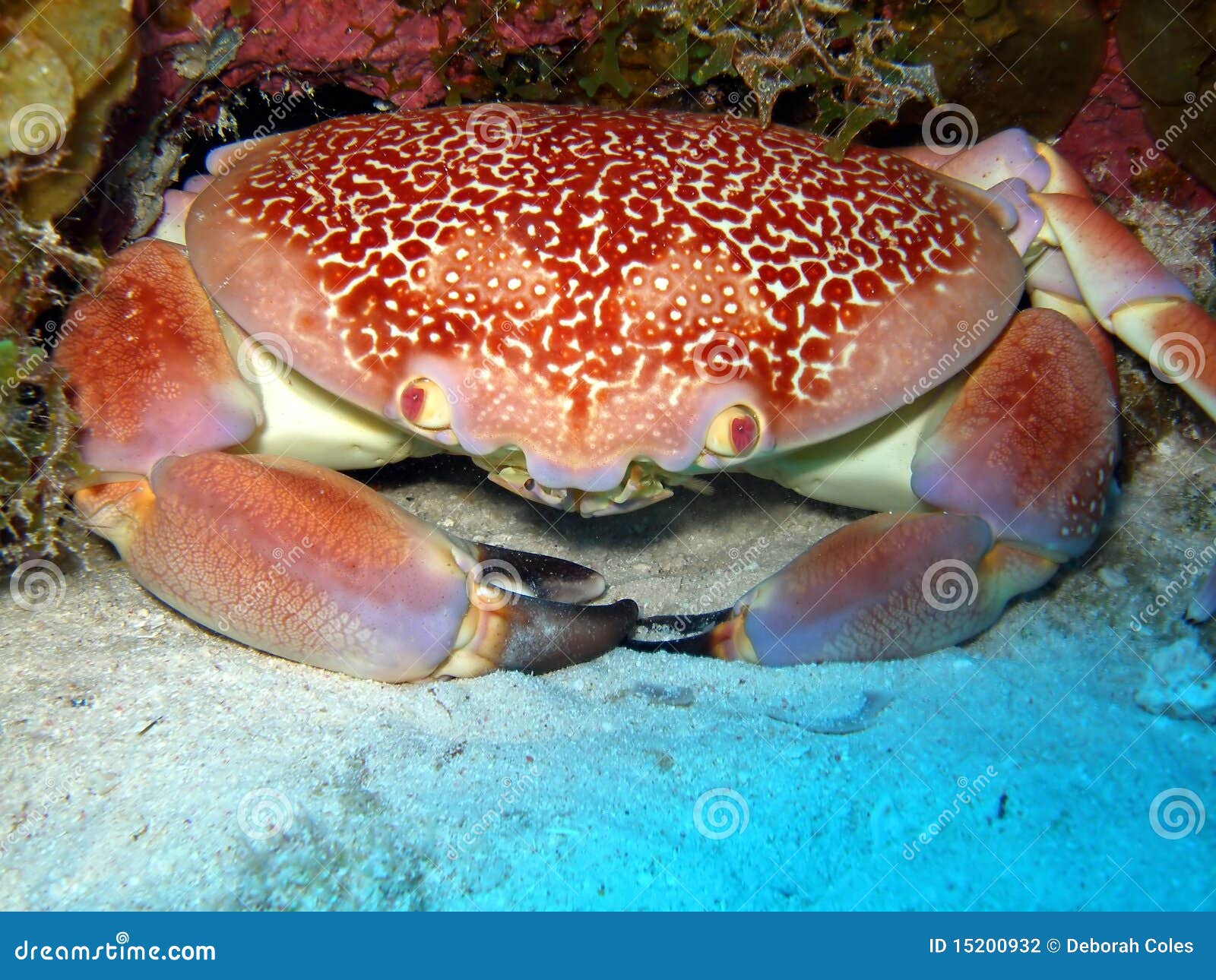 Batwing Coral Crab stock photo. Image of cute, orange - 15200932