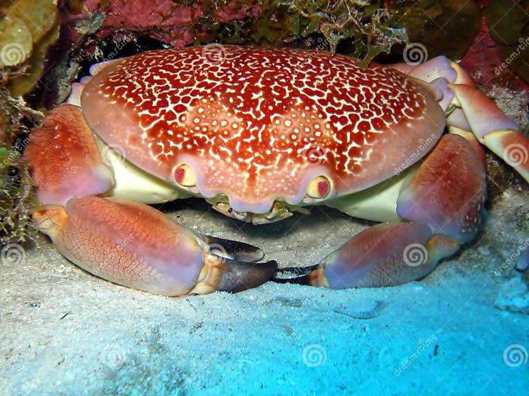 Batwing Coral Crab stock photo. Image of cute, orange - 15200932