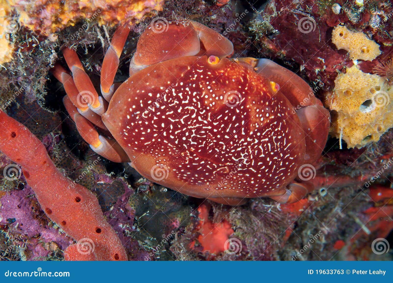 Batwing Coral Crab stock image. Image of ecosystem, reef - 19633763