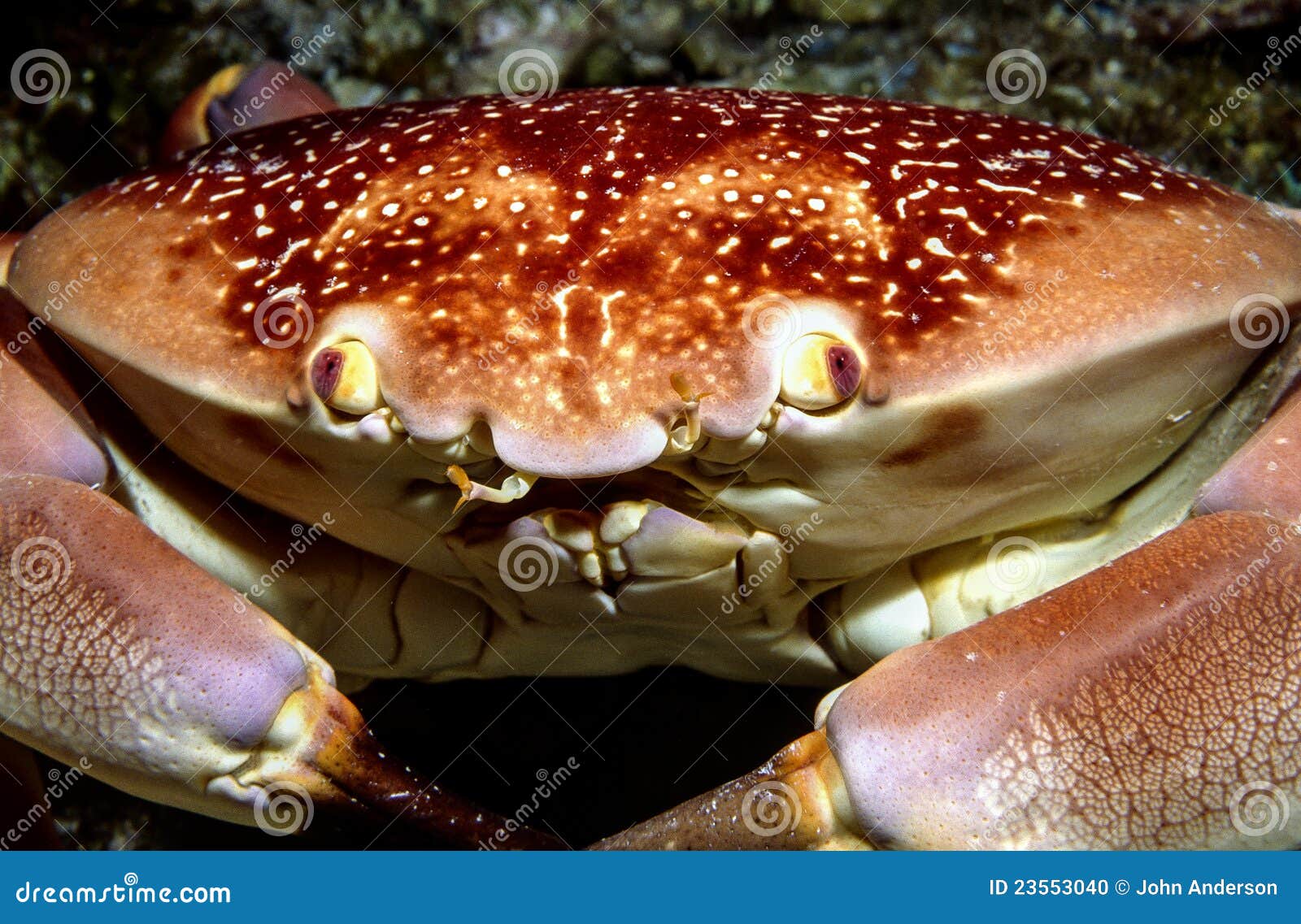 Batwing coral crab stock photo. Image of belize, underwater - 23553040