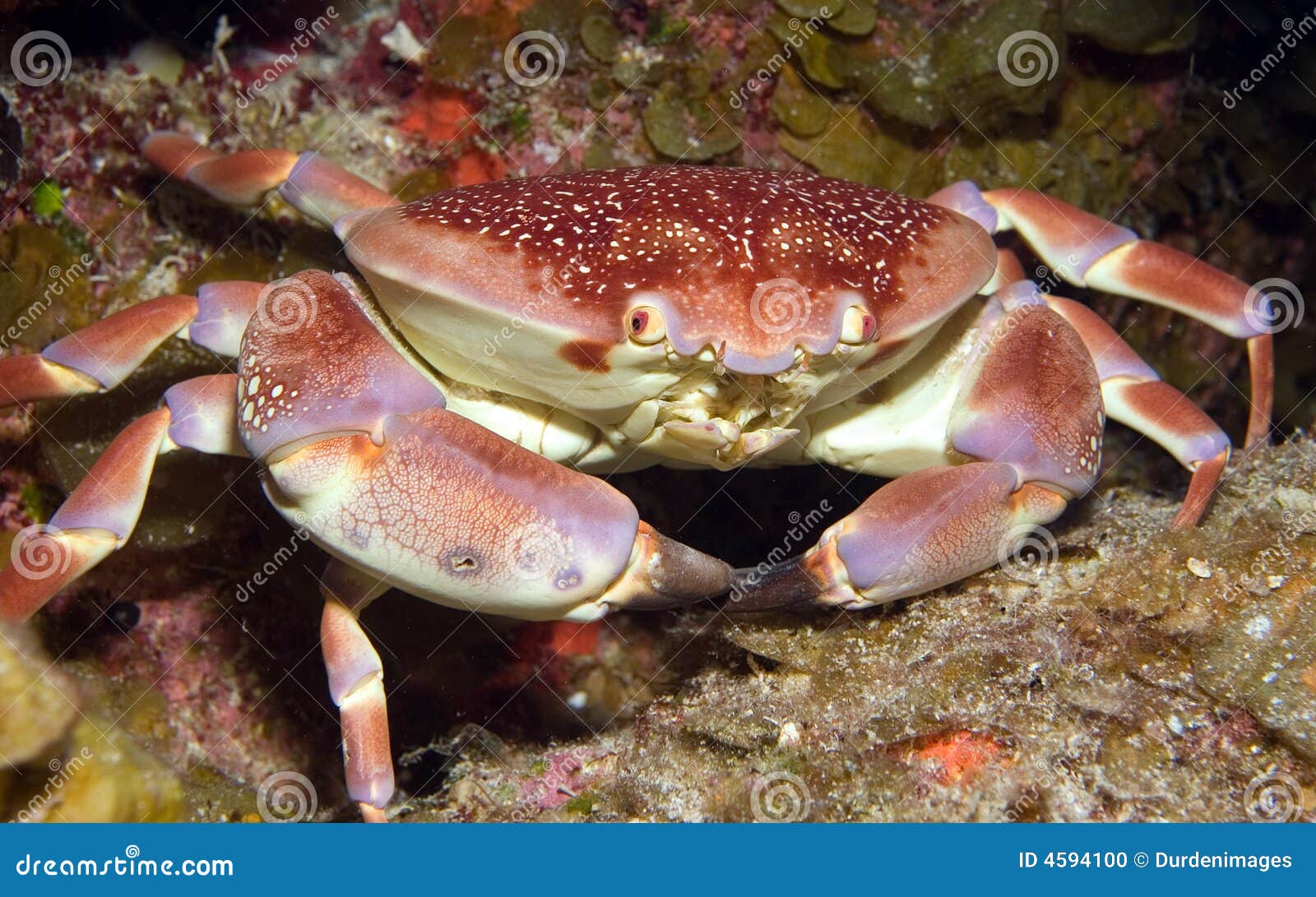 Batwing coral crab stock photo. Image of marine, motionless - 4594100