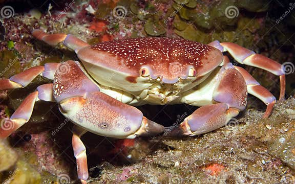 Batwing coral crab stock photo. Image of marine, motionless - 4594100