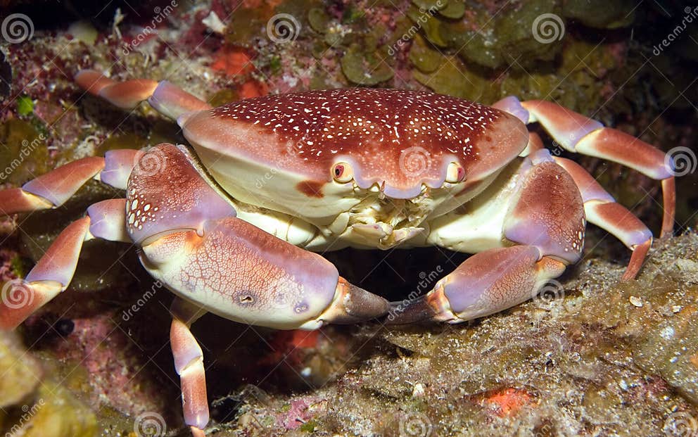 Batwing coral crab stock photo. Image of marine, motionless - 4594100
