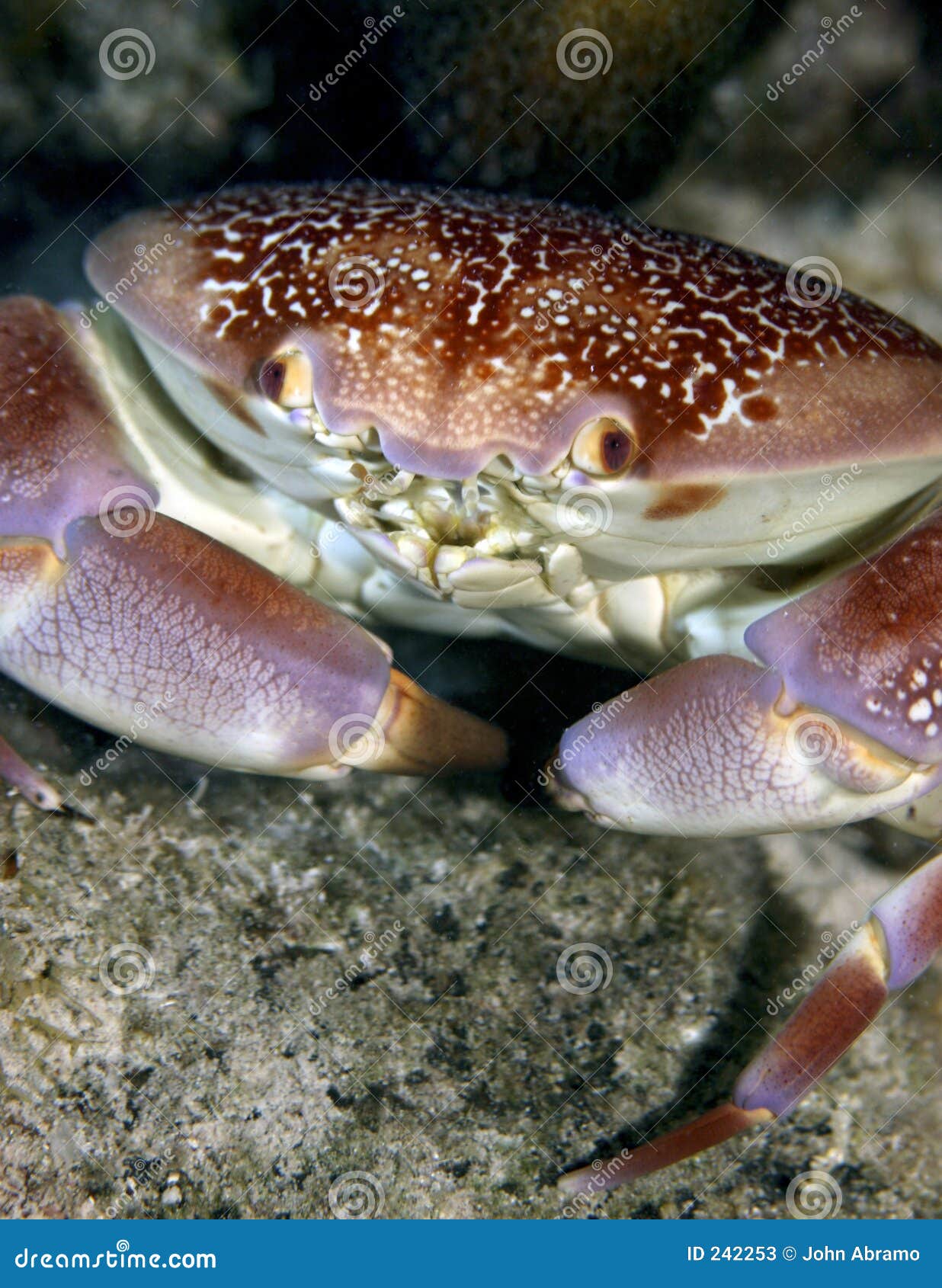 Batwing Crab stock image. Image of queen, ocean, creature - 242253