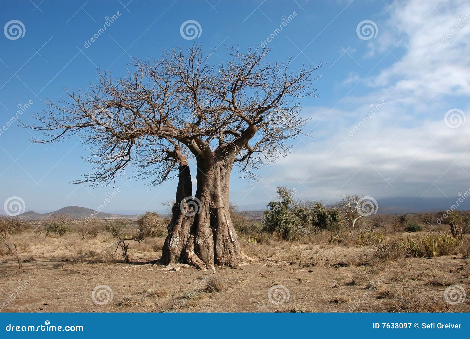 Baubab Tree in the bush stock image. Image of desert, dendro - 7638097