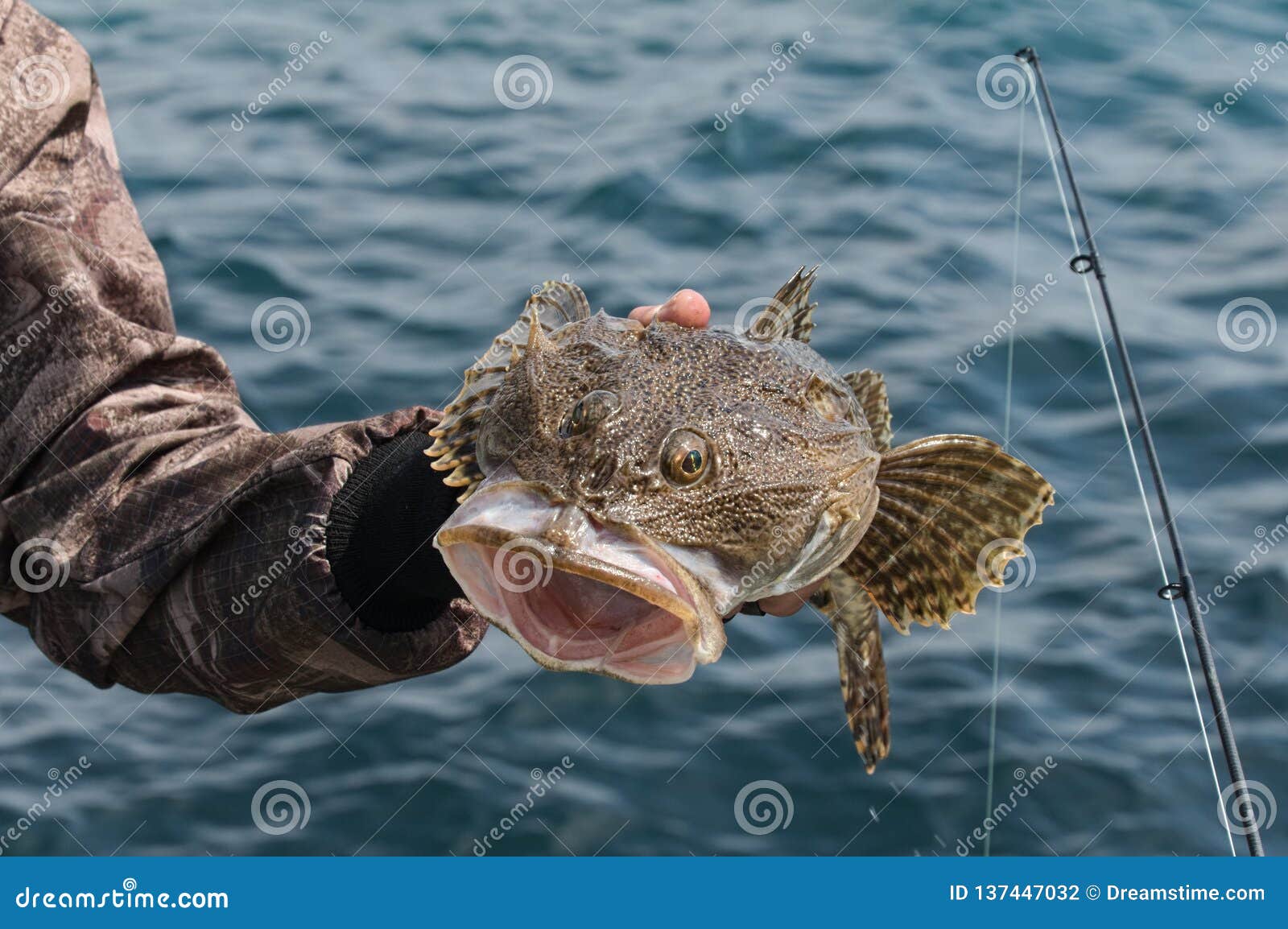 Baudroie en mer photo stock. Image du nature, bleu, animal - 137447032