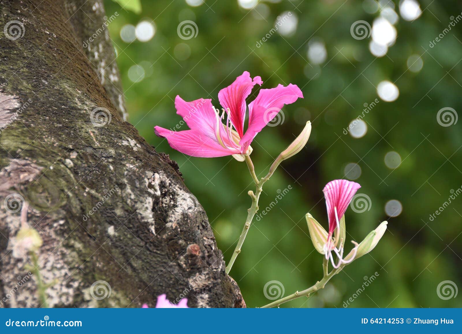 Bauhinia Purpurea Or Phanera Purpurea, Brazilian Orchid Tree, Indian ...