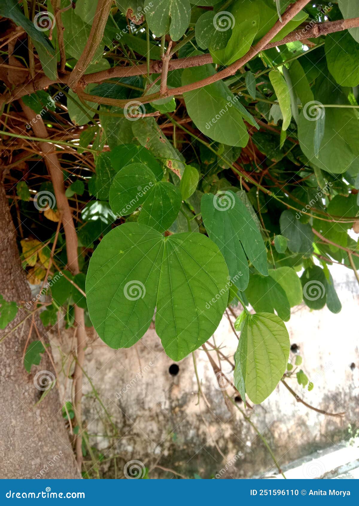 Apta Or Bidi Leaf Tree Bauhinia Racemosa Tree In The Forest Of India ...