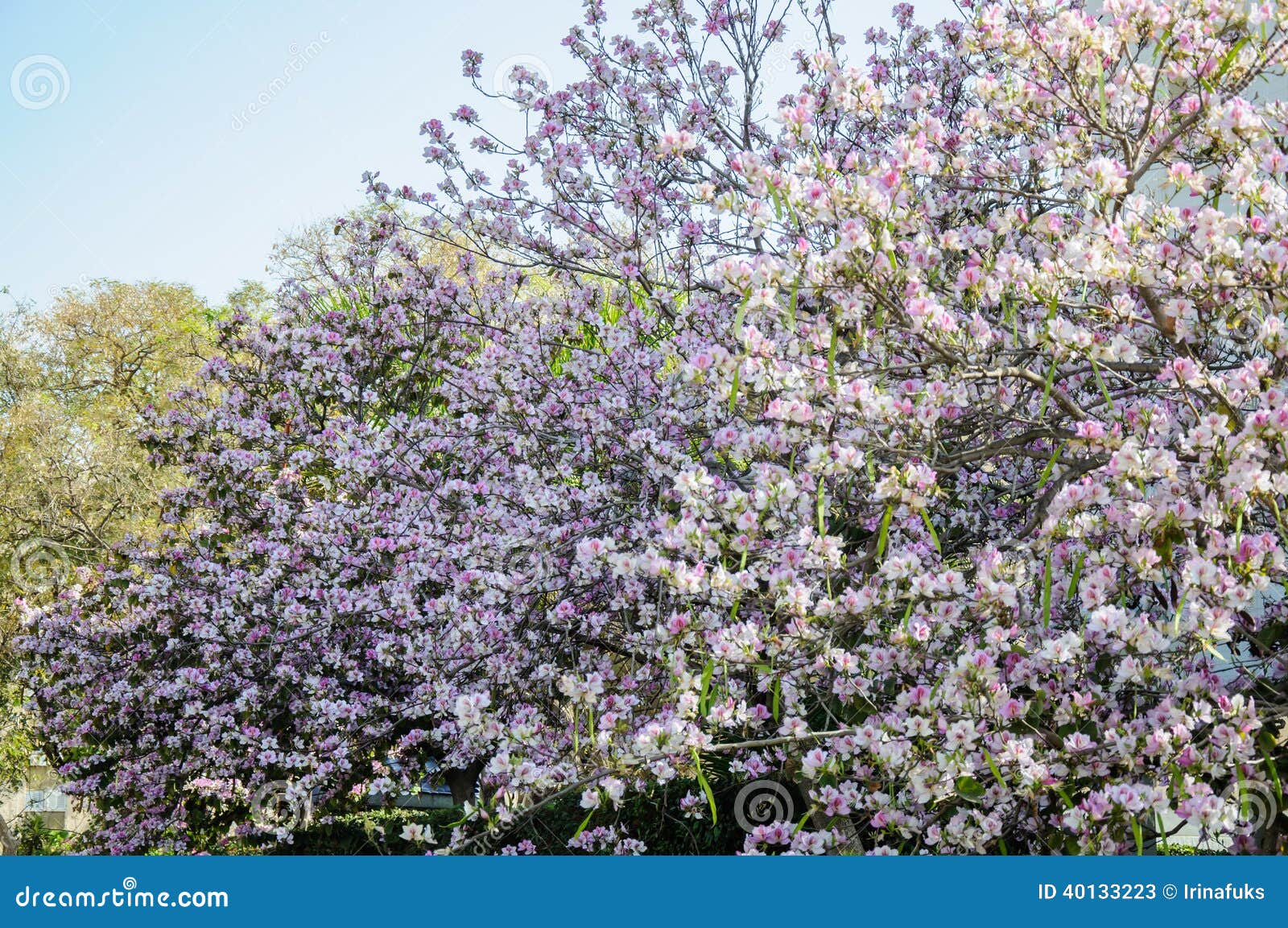 1,019 Bauhinia Tree Bloom Orchid Photos - Free & Royalty-Free Stock ...