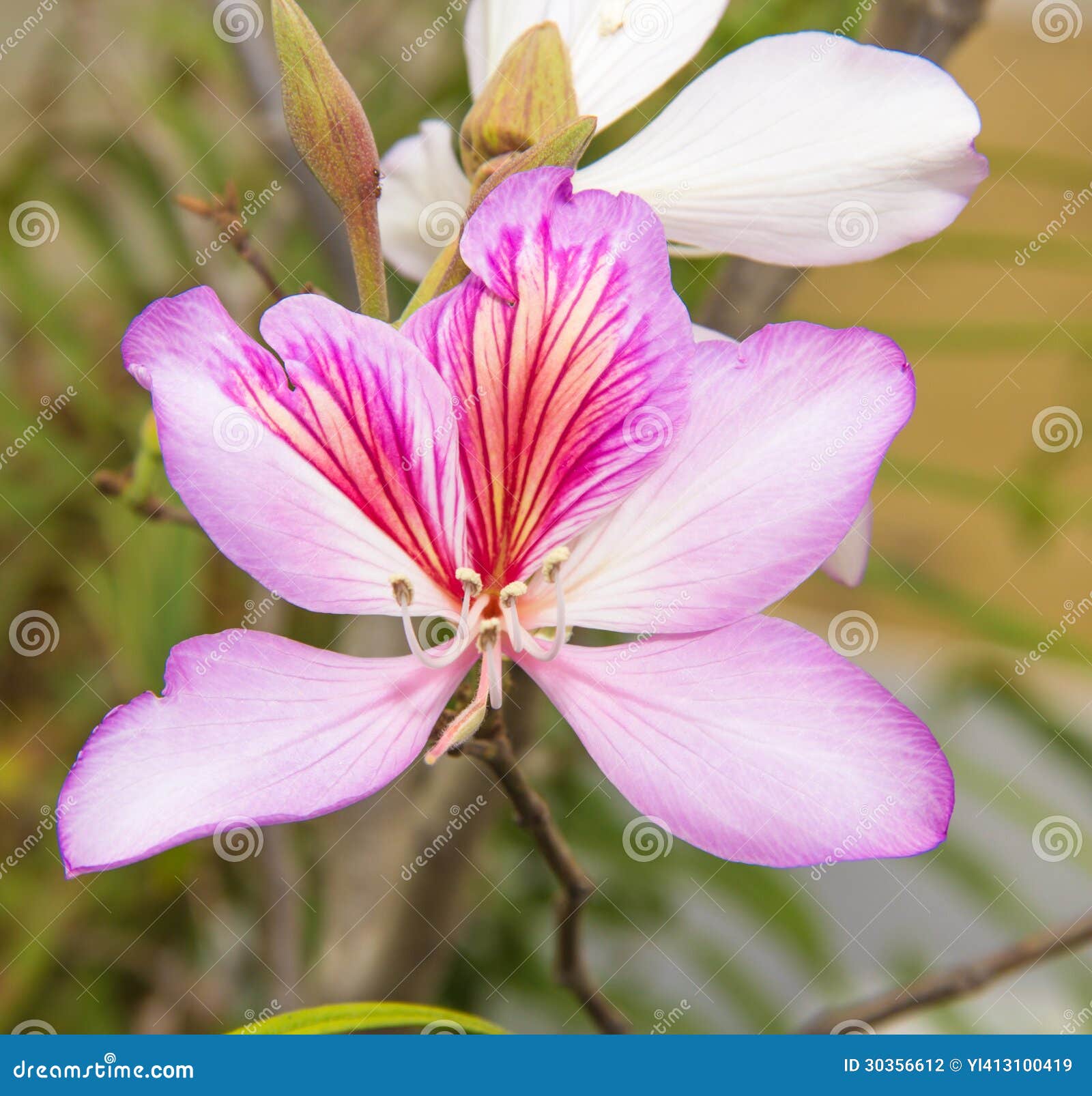 Bauhinia Variegata Stock Photography | CartoonDealer.com #30356612