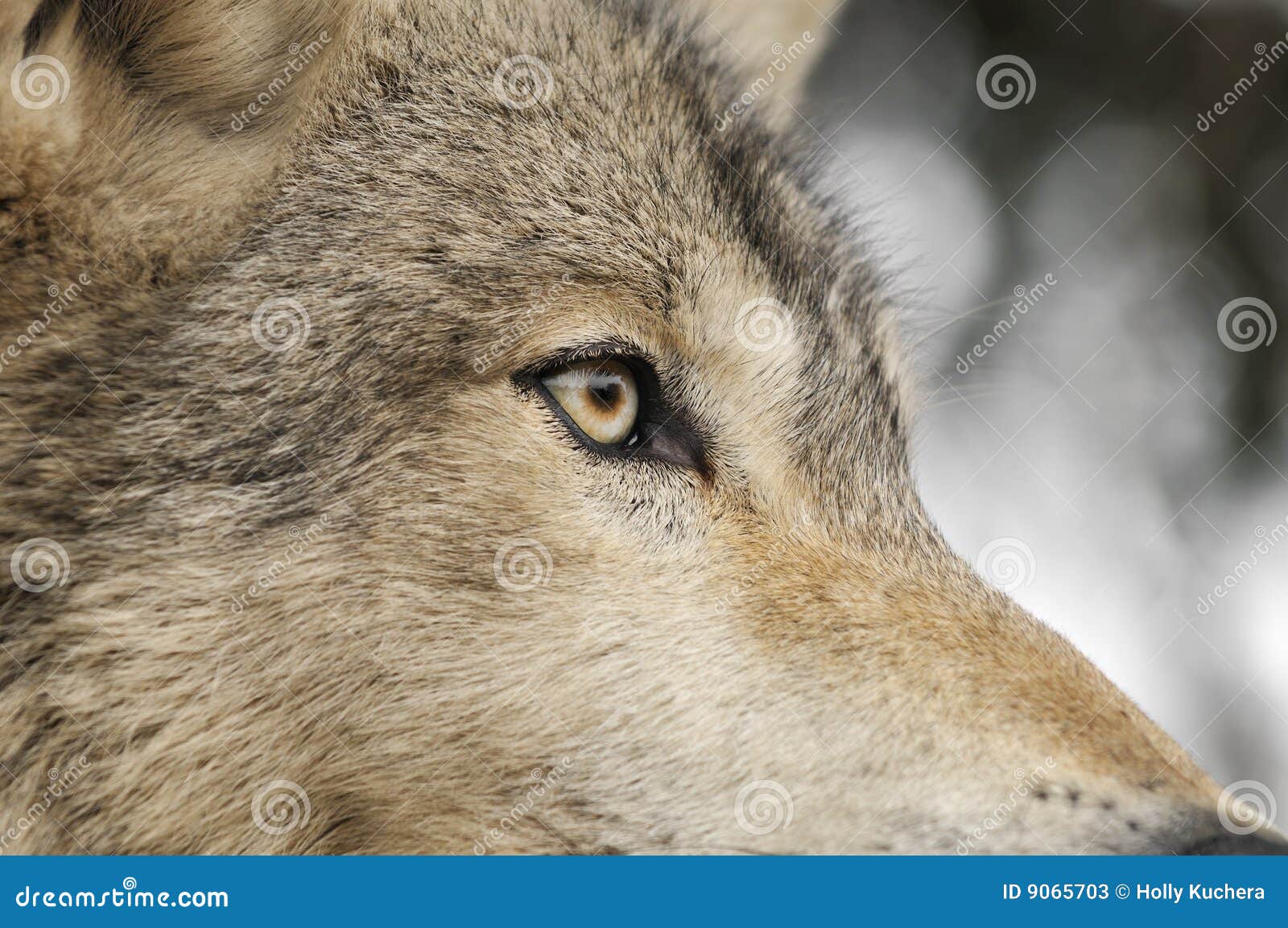 Bauholz-Wolf-Auge stockbild. Bild von wolf, haarig, grau - 9065703