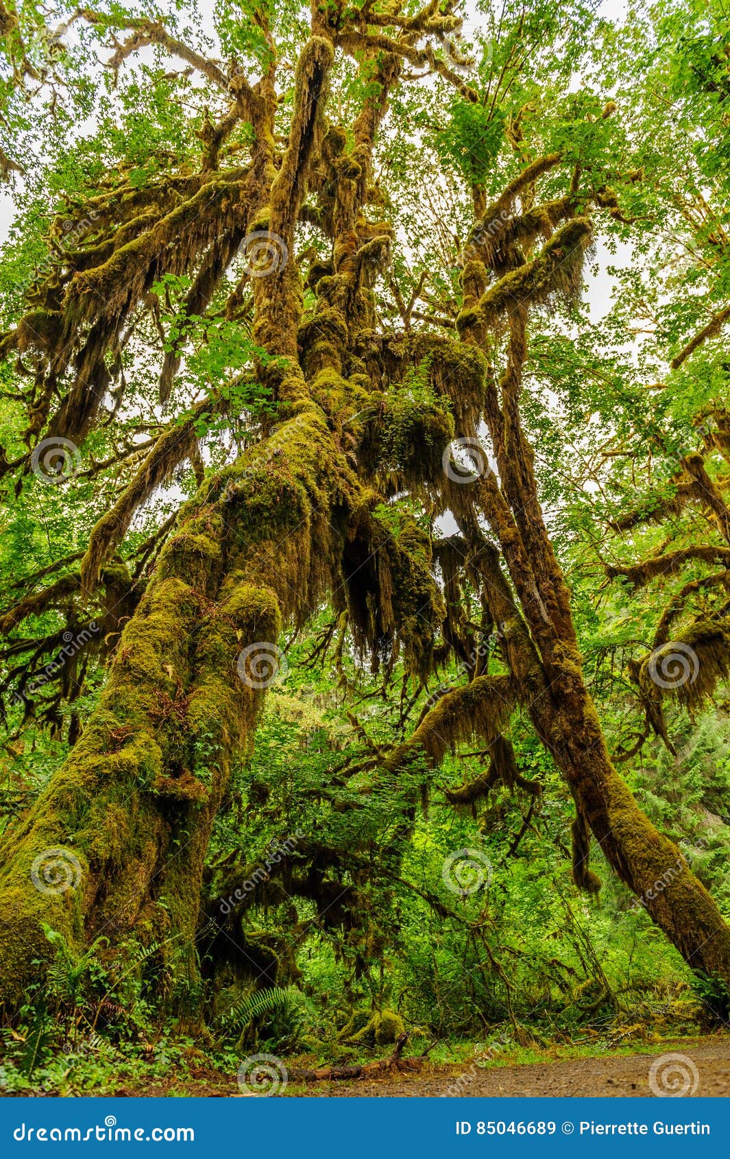 Baum abgedeckt mit Moos stockbild. Bild von moos, biodiversität - 85046689