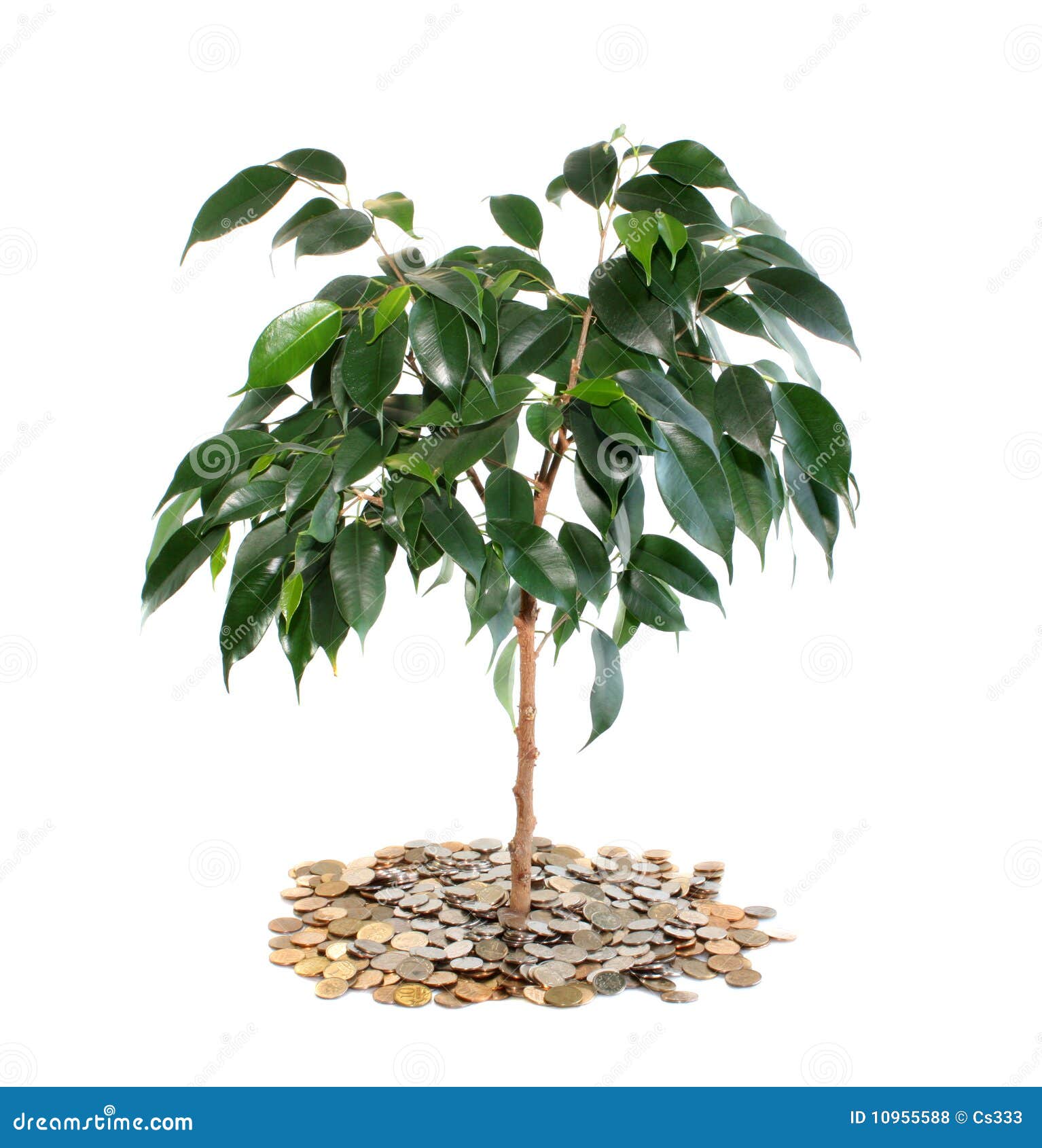 Baum Auf Dem Geld, Getrennt. Stockfoto - Bild von konzept, münze: 10955588